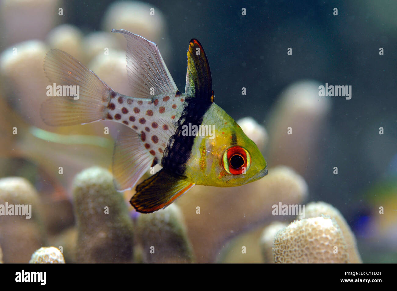 Pajama cardinalfish, Sphaeramia nematoptera, Pohnpei, Federated States ...