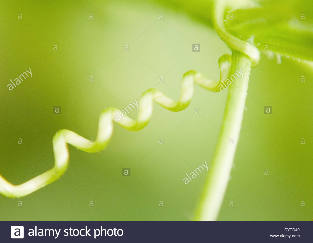 Plant Tendril High Resolution Stock Photography and Images - Alamy