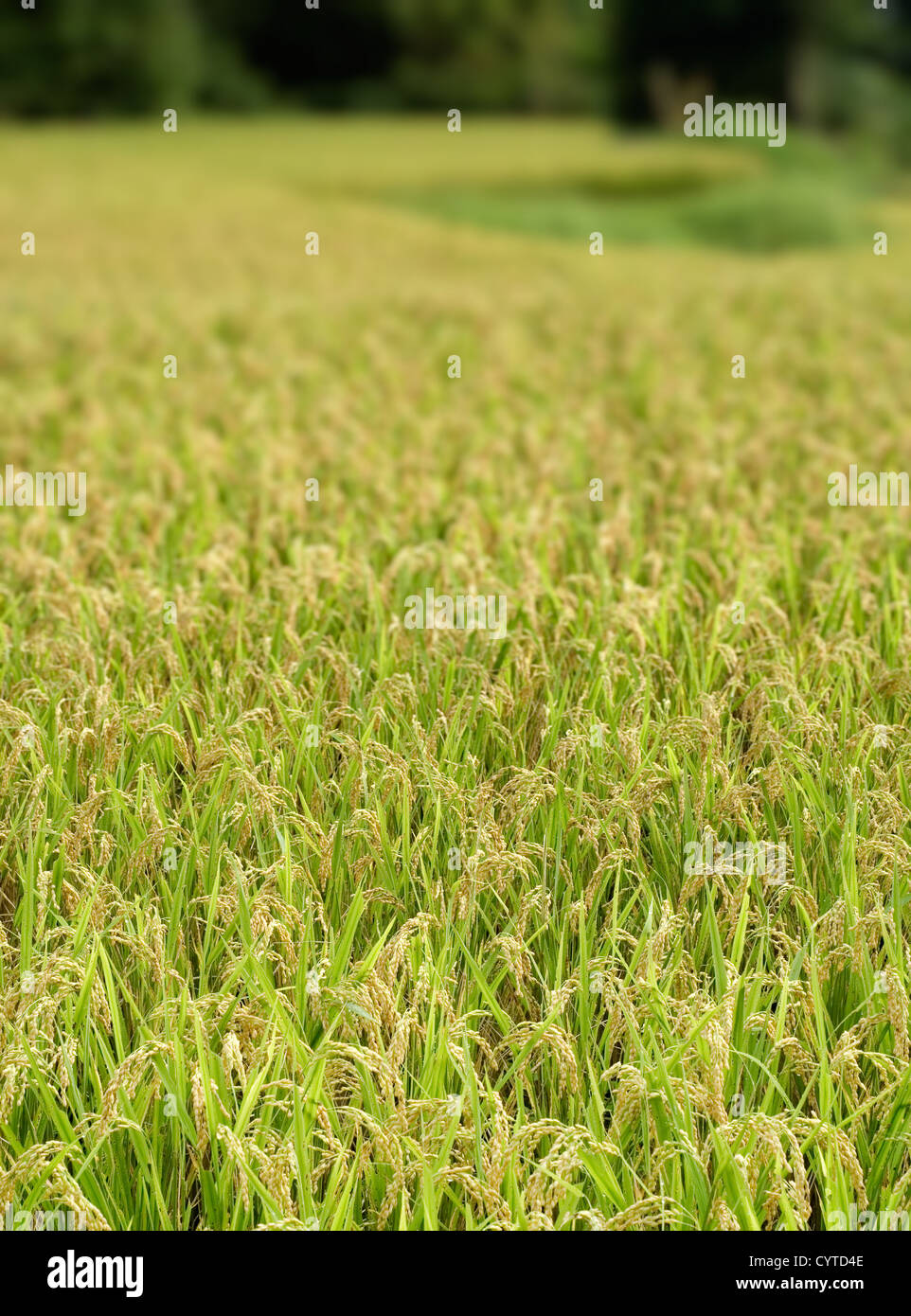 Here are ripe rice with beautiful yellow color Stock Photo - Alamy