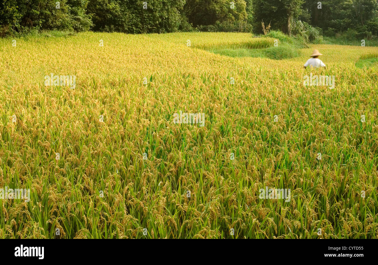 Here are ripe rice with beautiful yellow color Stock Photo - Alamy