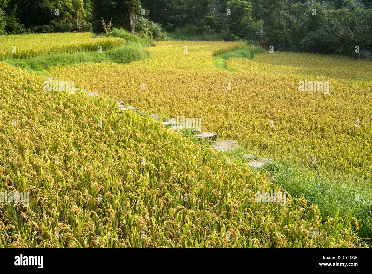 Here are ripe rice with beautiful yellow color Stock Photo - Alamy