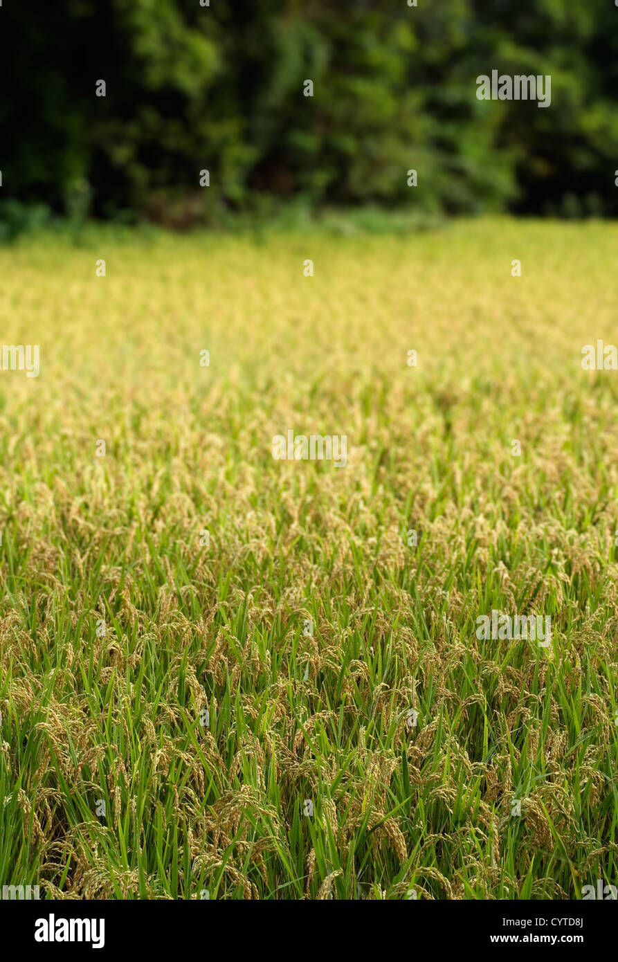 Here are ripe rice with beautiful yellow color Stock Photo - Alamy
