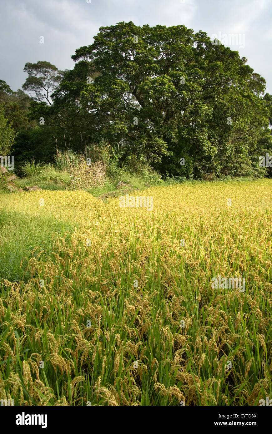 Here are ripe rice with beautiful yellow color Stock Photo - Alamy