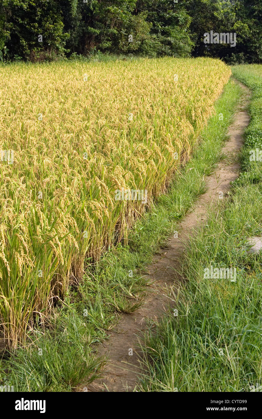 Here are ripe rice with beautiful yellow color Stock Photo - Alamy