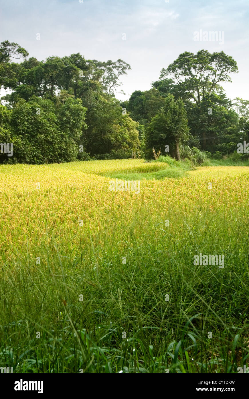 Here are ripe rice with beautiful yellow color Stock Photo - Alamy
