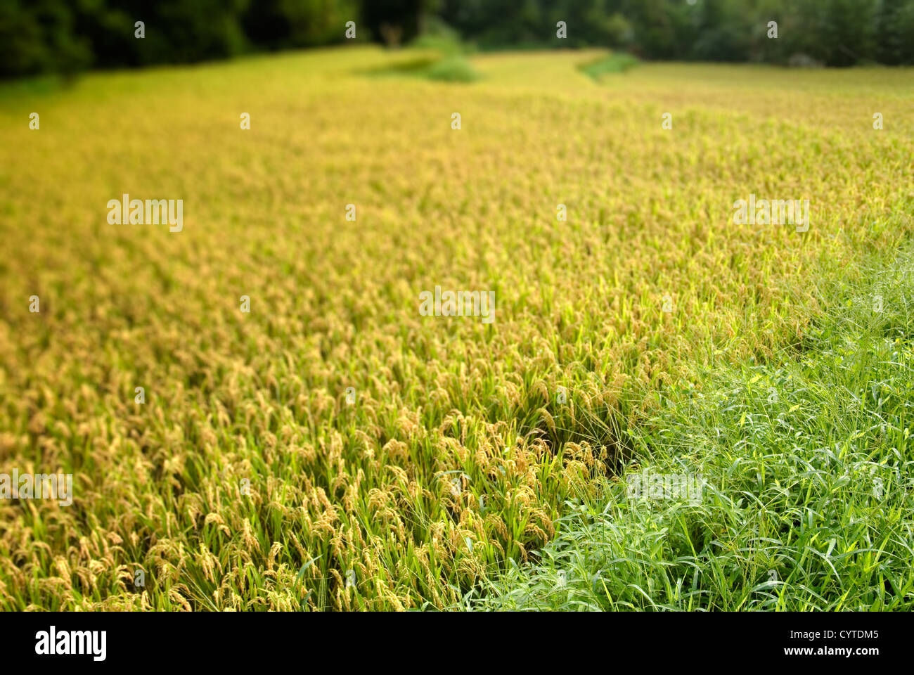 Here are ripe rice with beautiful yellow color Stock Photo - Alamy