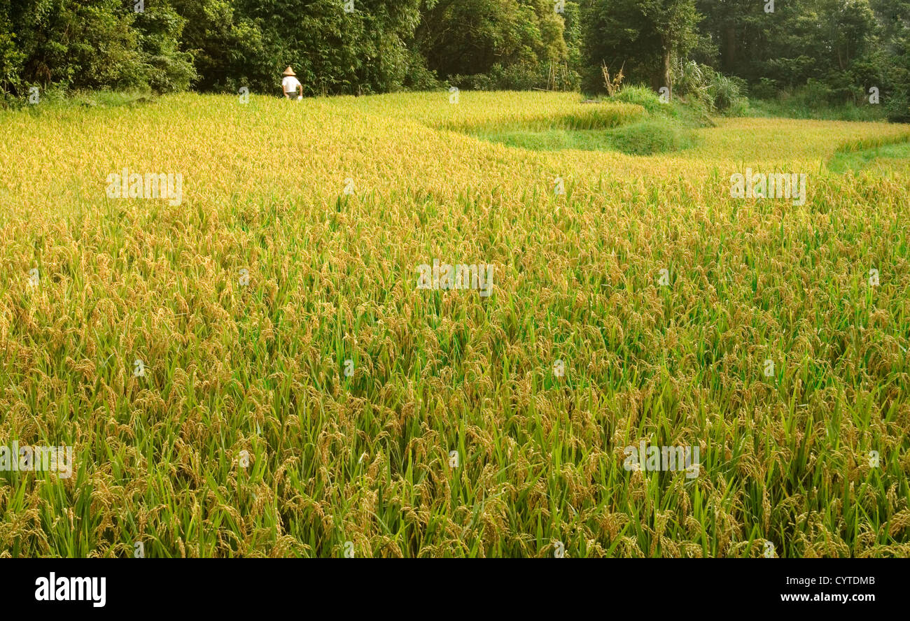 Here are ripe rice with beautiful yellow color Stock Photo - Alamy