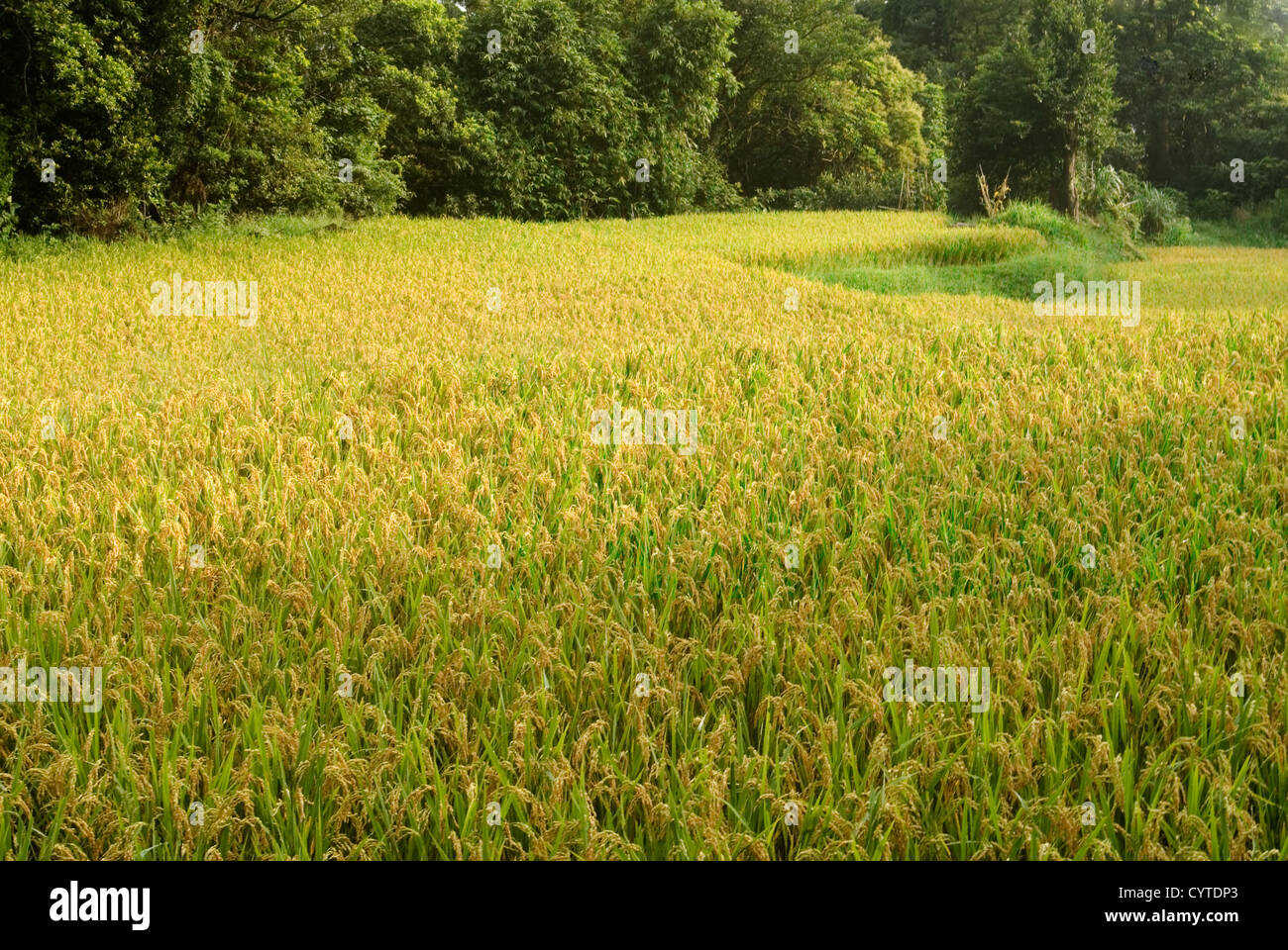 Here are ripe rice with beautiful yellow color Stock Photo - Alamy