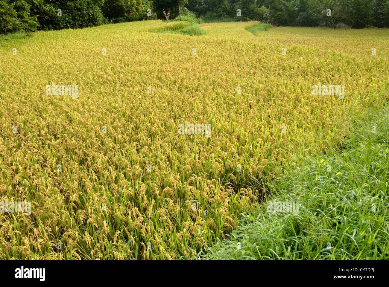 Here are ripe rice with beautiful yellow color Stock Photo - Alamy