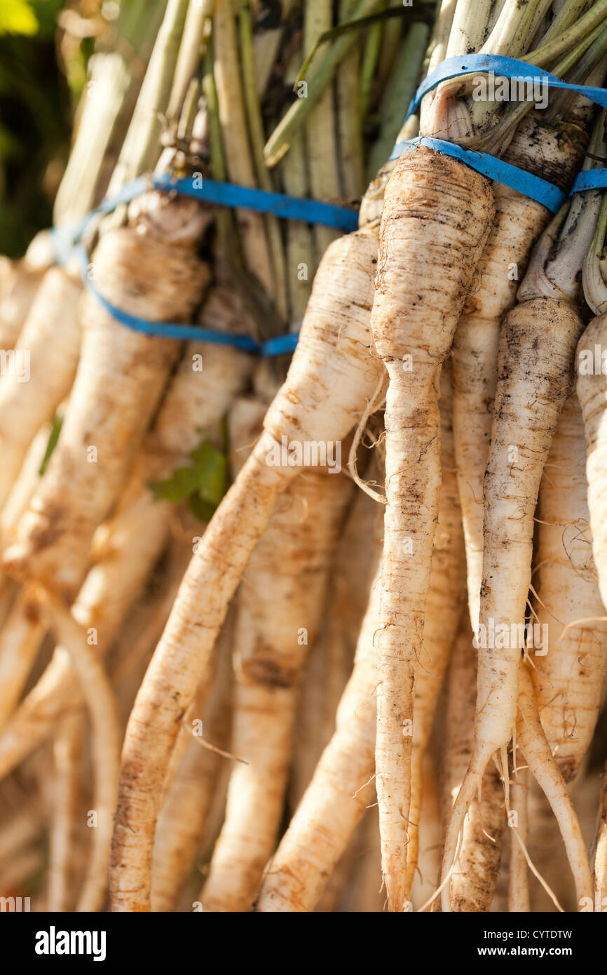 Root new york hi-res stock photography and images - Alamy