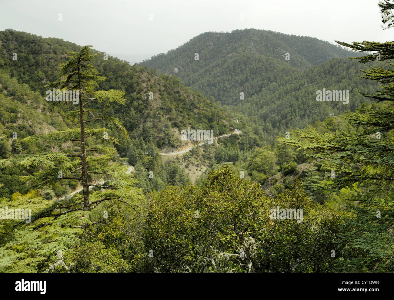 Cedrus brevifolia cyprus cedar tree hi-res stock photography and images ...