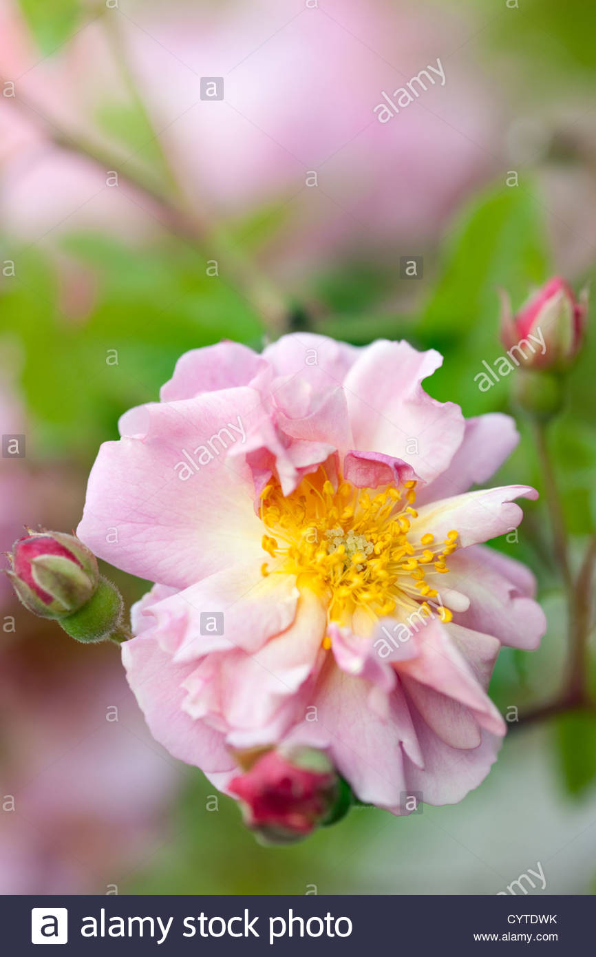 Rosa Multiflora Flower Stock Photos & Rosa Multiflora Flower Stock ...