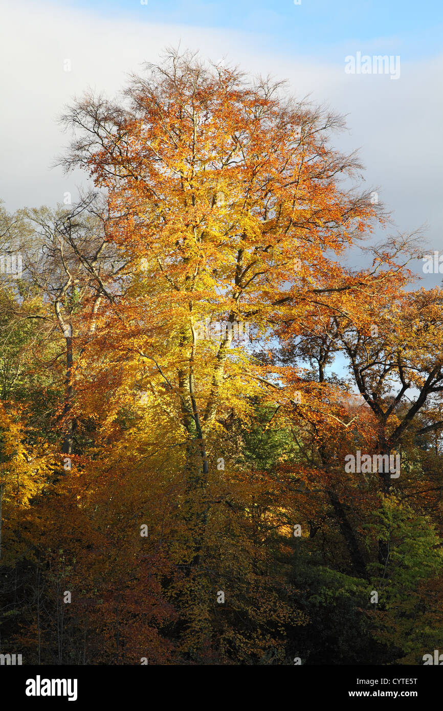 Tree showing autumnal colours Durham city north east England UK Stock ...