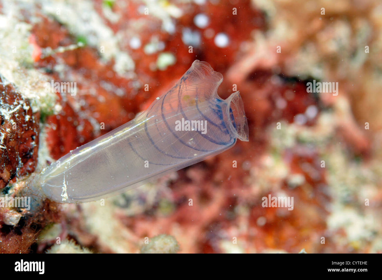 Transparent sea squirt hi-res stock photography and images - Alamy