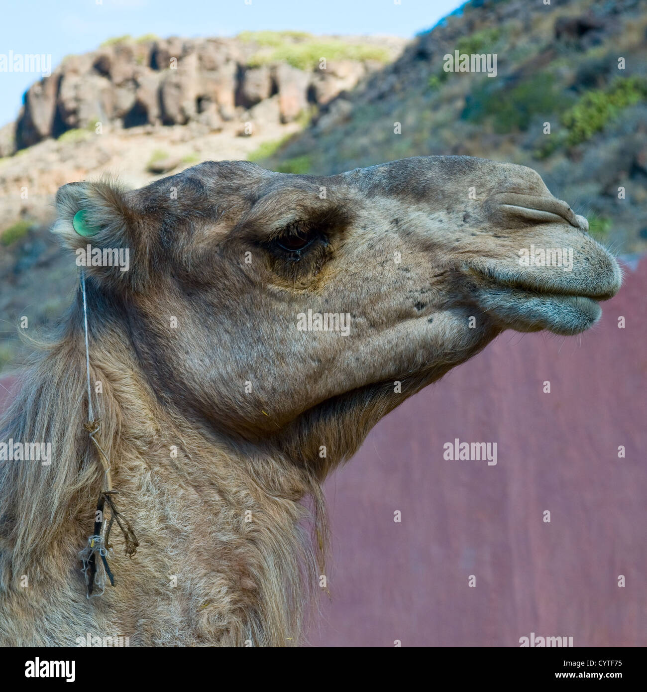 One hump camel hi-res stock photography and images - Alamy