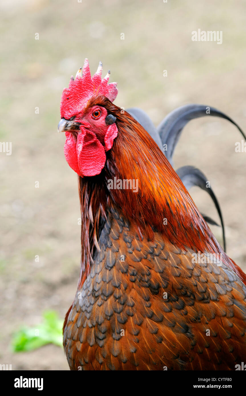 Calico Sextant Rooster Stock Photo - Alamy