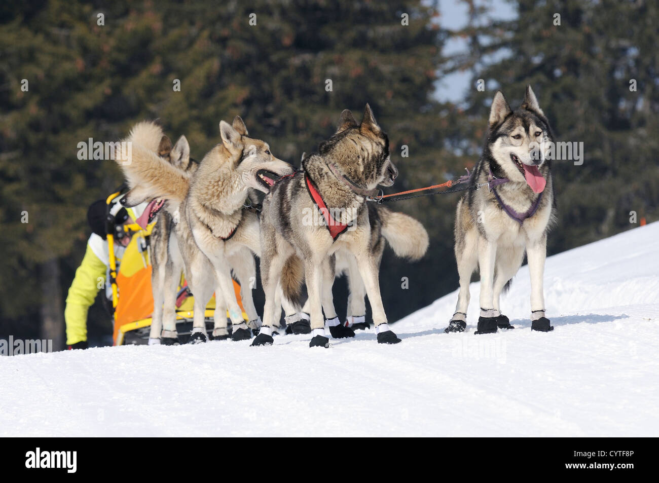 Arctic breed hi-res stock photography and images - Alamy
