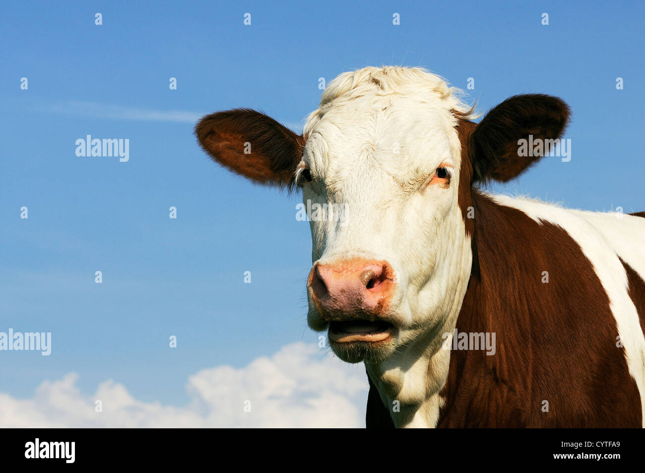 Portrait of cow Stock Photo - Alamy