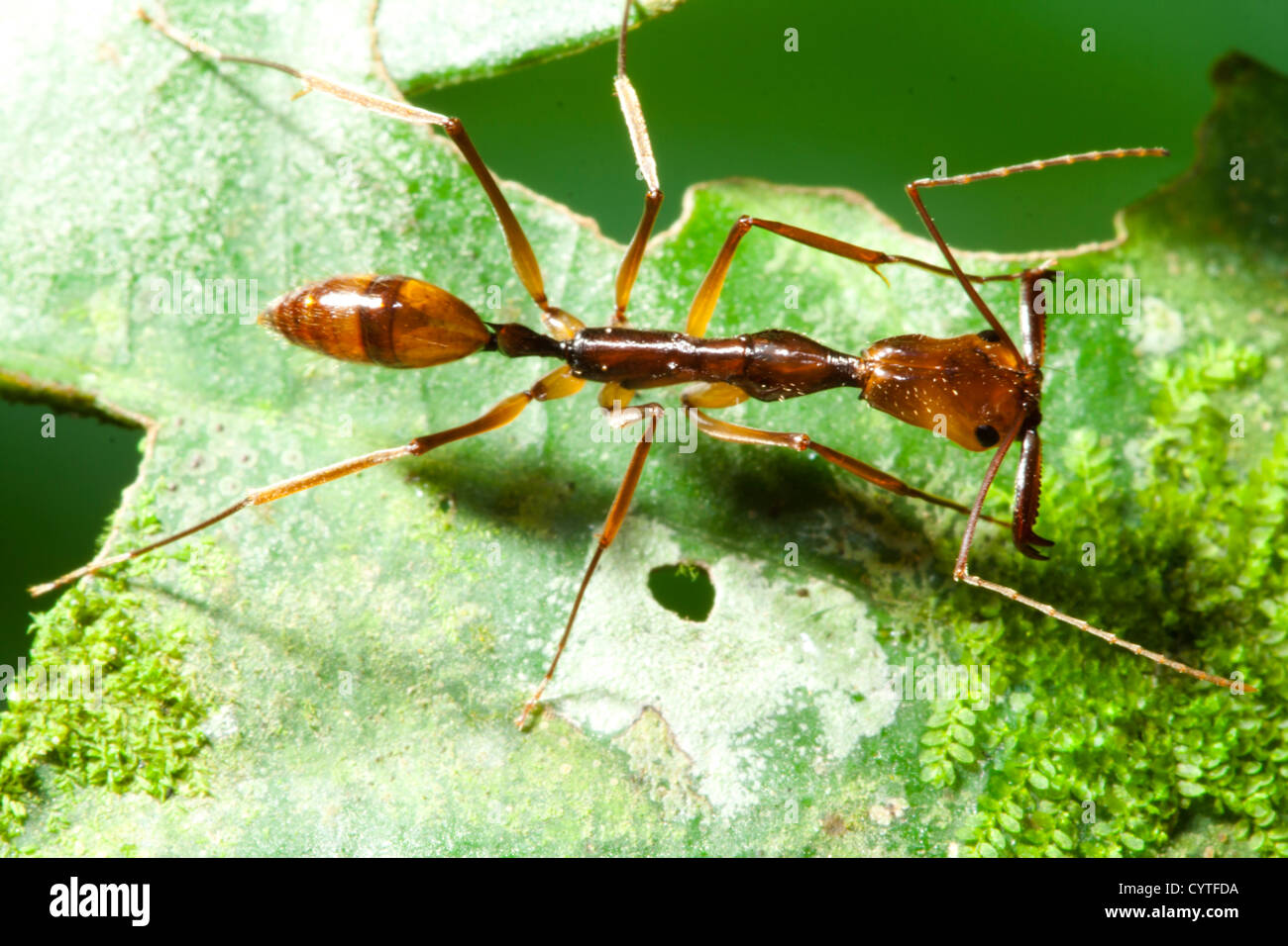Very small ant hi-res stock photography and images - Alamy