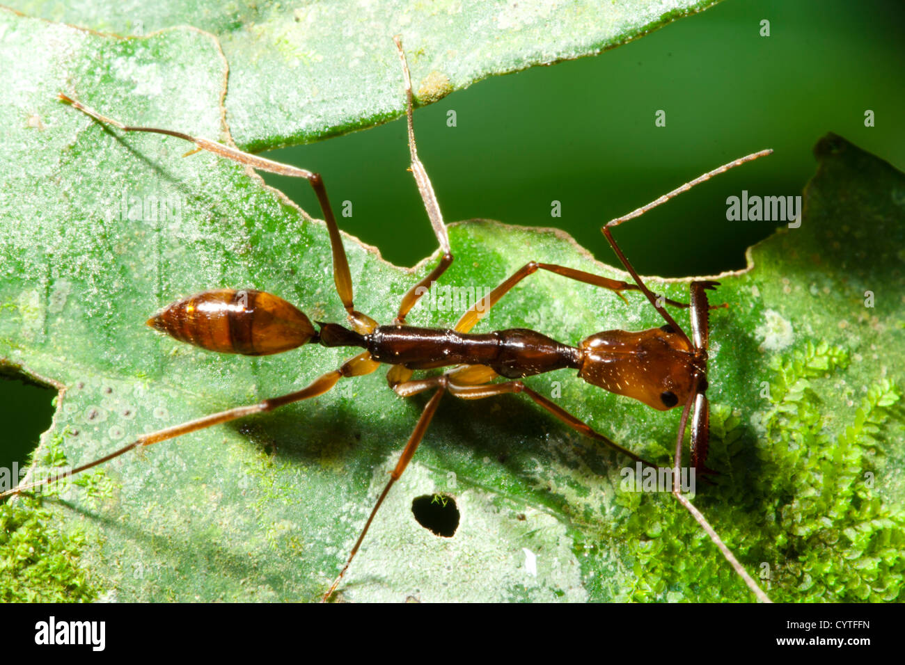 Very small ant hi-res stock photography and images - Alamy