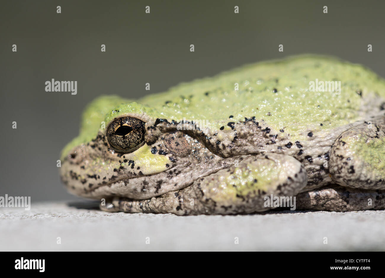 Bullfrog eye hi-res stock photography and images - Alamy
