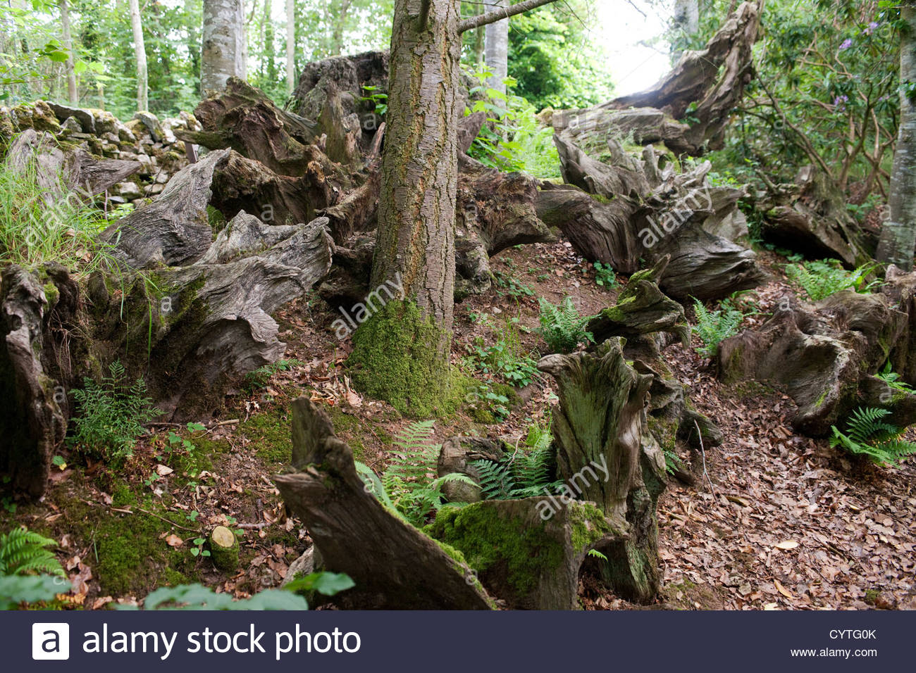 Stumpery Stock Photos & Stumpery Stock Images - Alamy