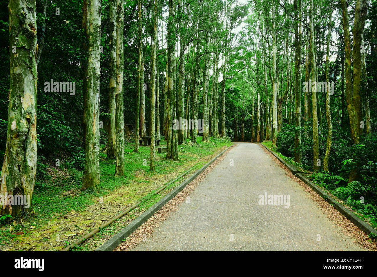 road with wood Stock Photo - Alamy