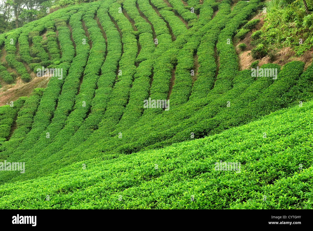 It is a green fresh tea leaf farm Stock Photo - Alamy