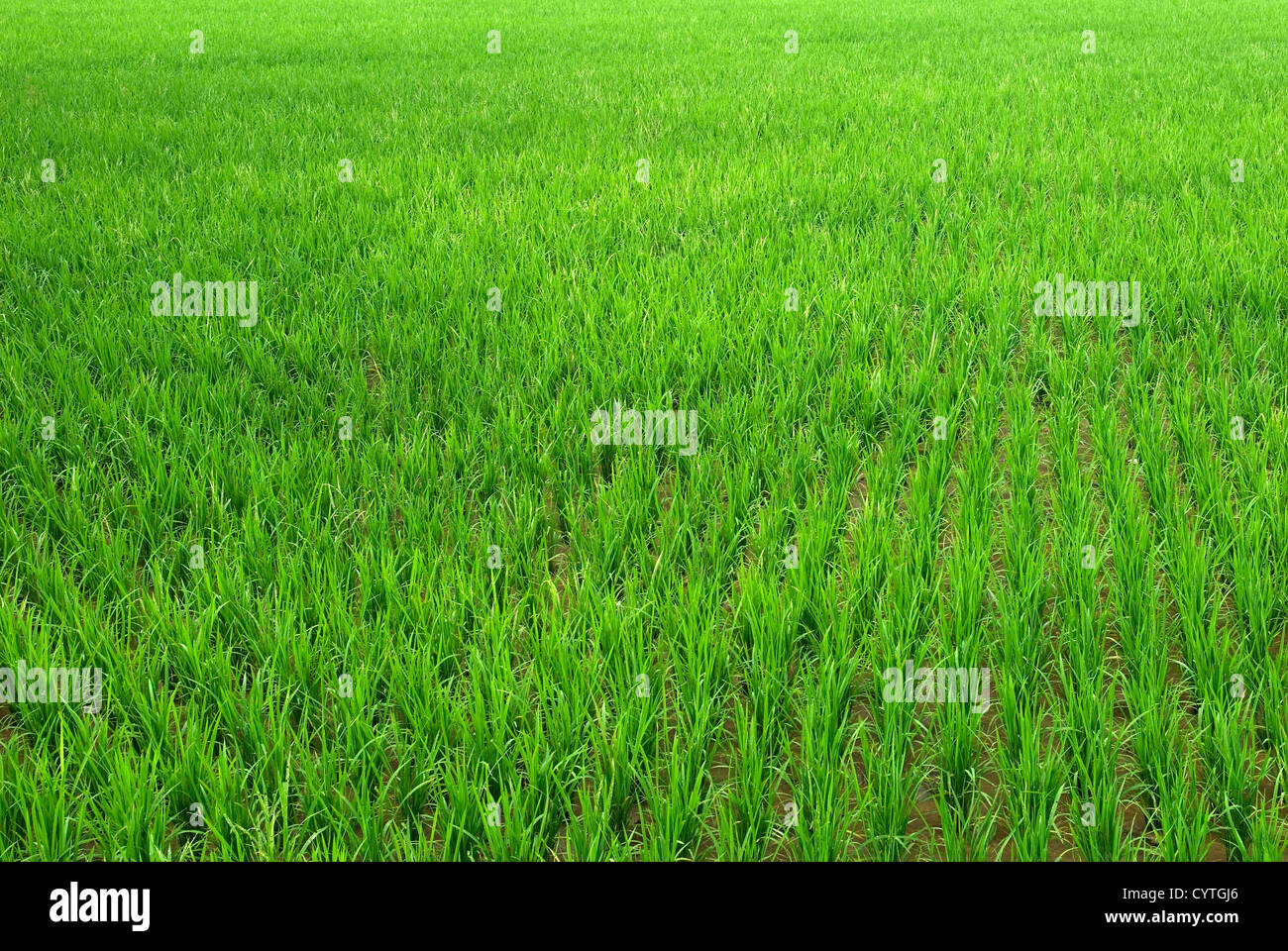 It is a green new rice land background Stock Photo - Alamy