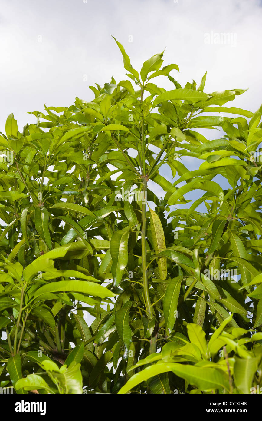 Mango tree against sky, Florida, USA Stock Photo - Alamy