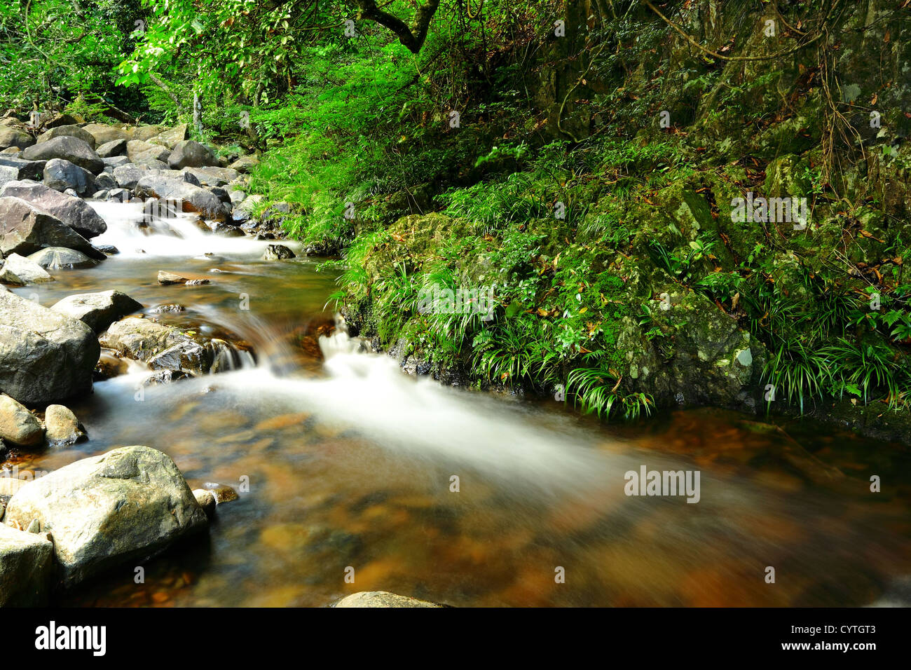fresh stream in forest Stock Photo - Alamy