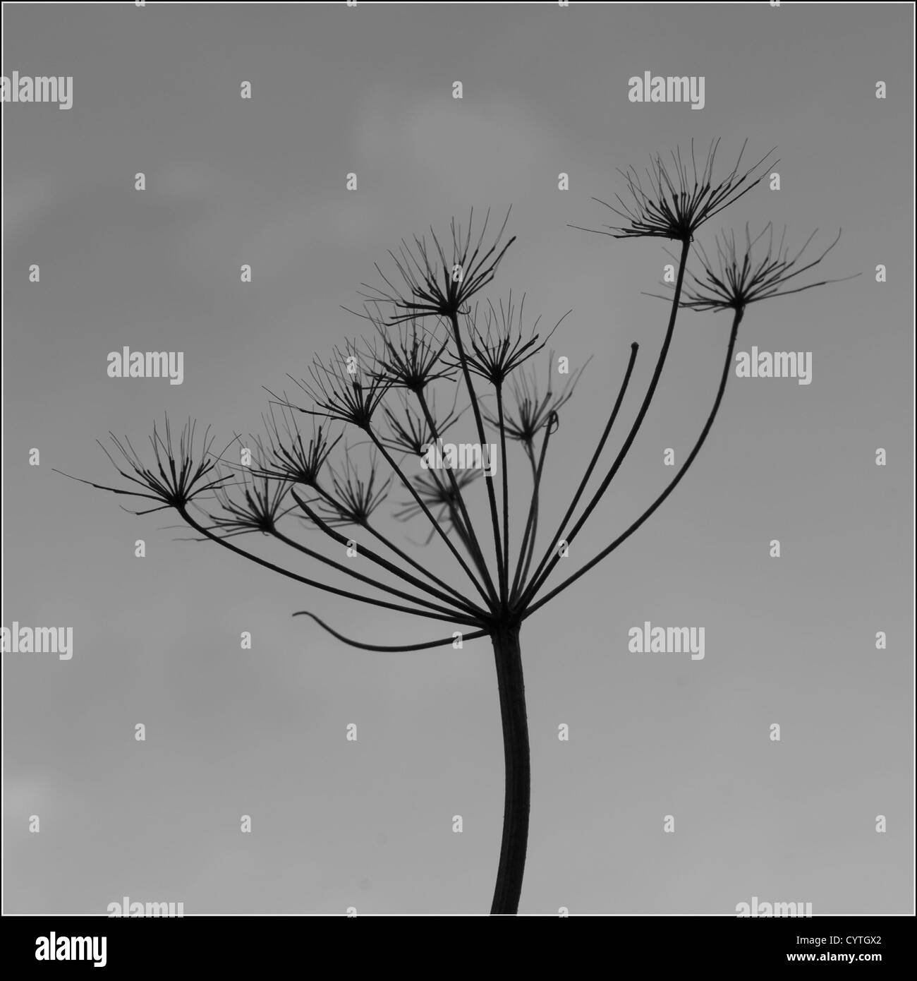 seed head silhouette Stock Photo - Alamy