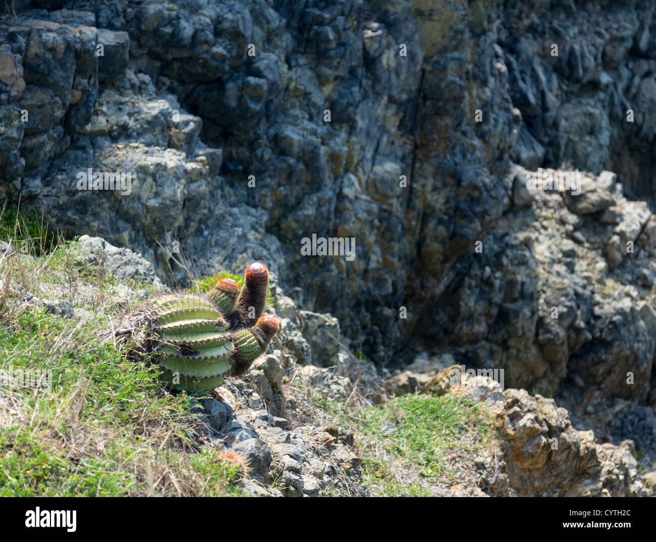 Turks hat hi-res stock photography and images - Alamy