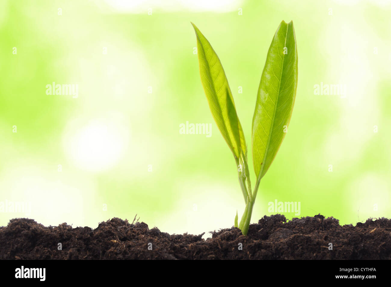 growth concept with growing young plant in nature Stock Photo - Alamy