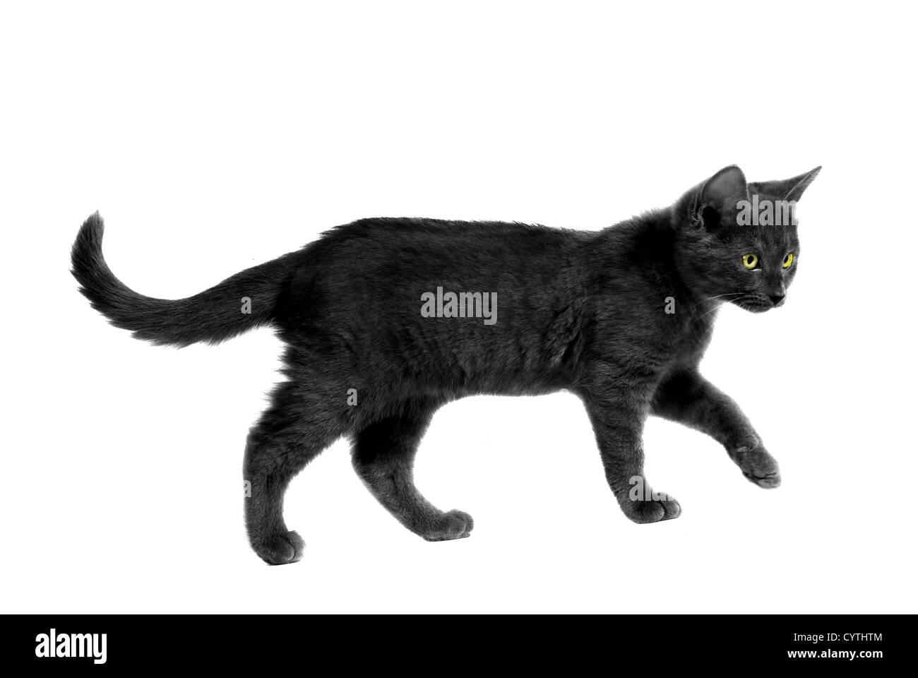 Yellow feline eyes Cut Out Stock Images & Pictures - Alamy