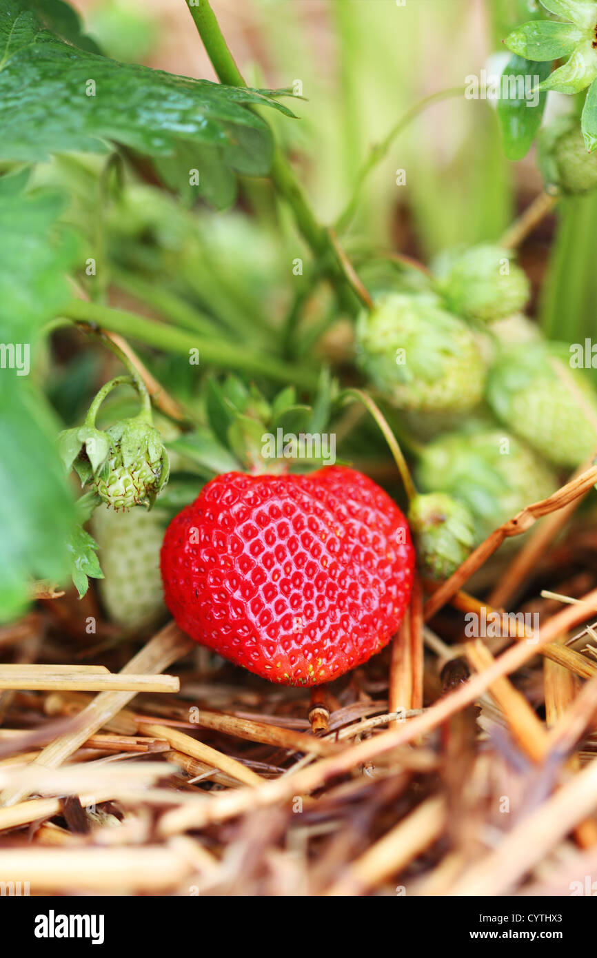 Strawberry straw plant hi-res stock photography and images - Alamy