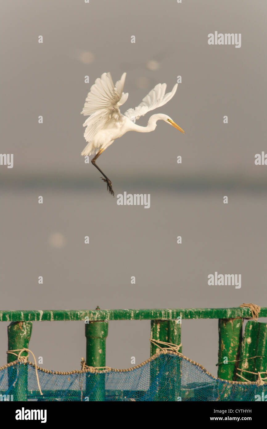 Egretta alba hi-res stock photography and images - Alamy