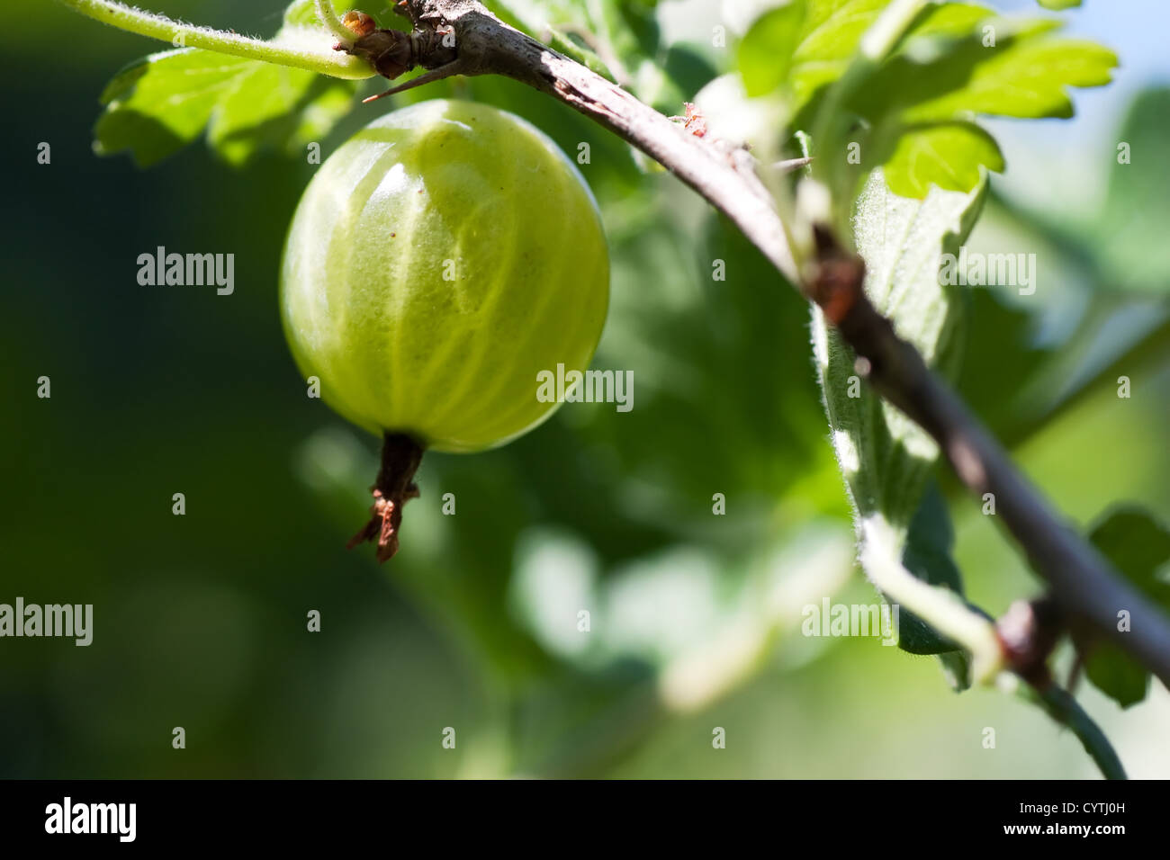 Gooseberry on the branch ripening in the summer sun Stock Photo - Alamy
