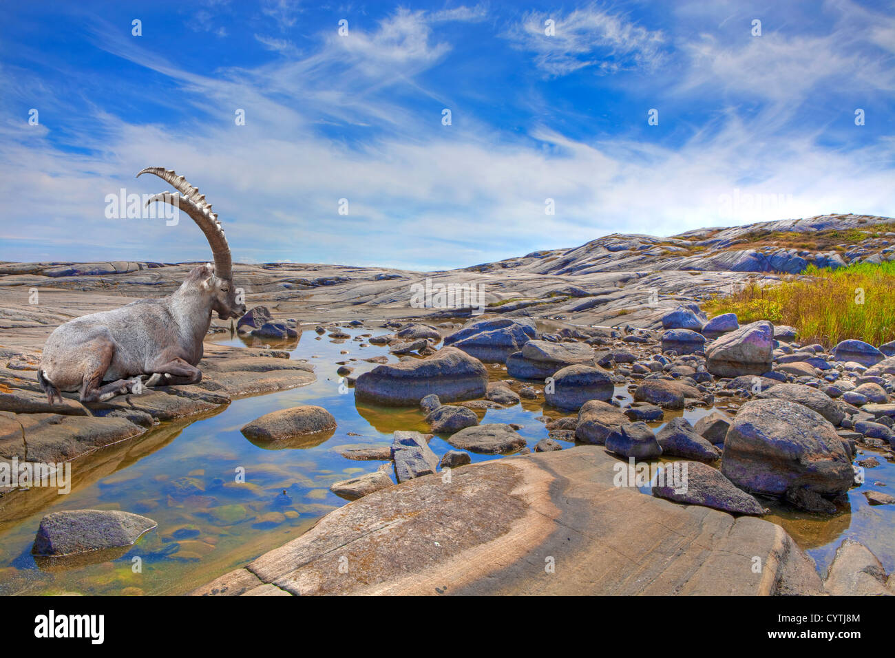 Alpine Ibex resting in a beautiful landscape in Europe Stock Photo - Alamy