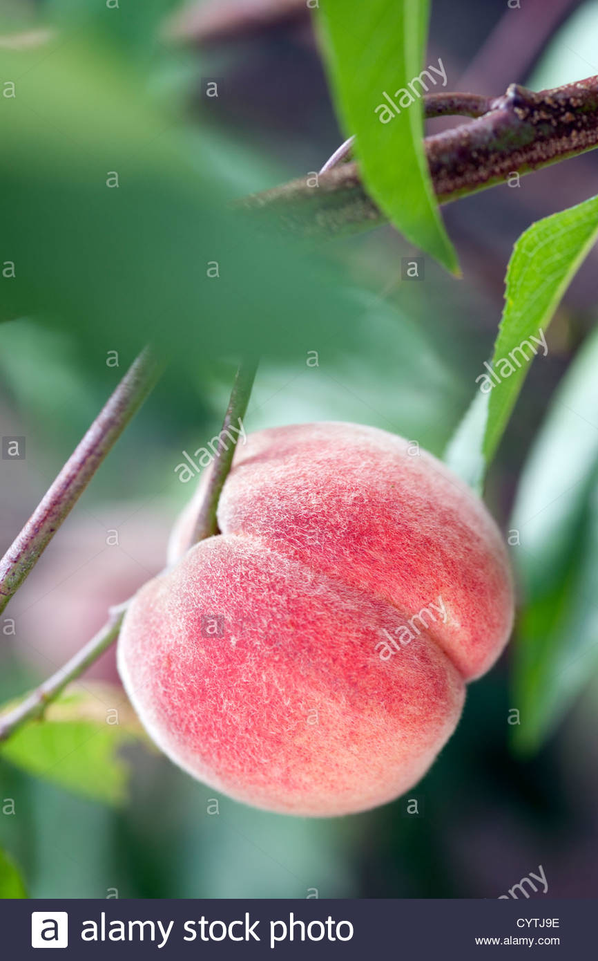 Prunus Persica Stock Photos & Prunus Persica Stock Images - Alamy