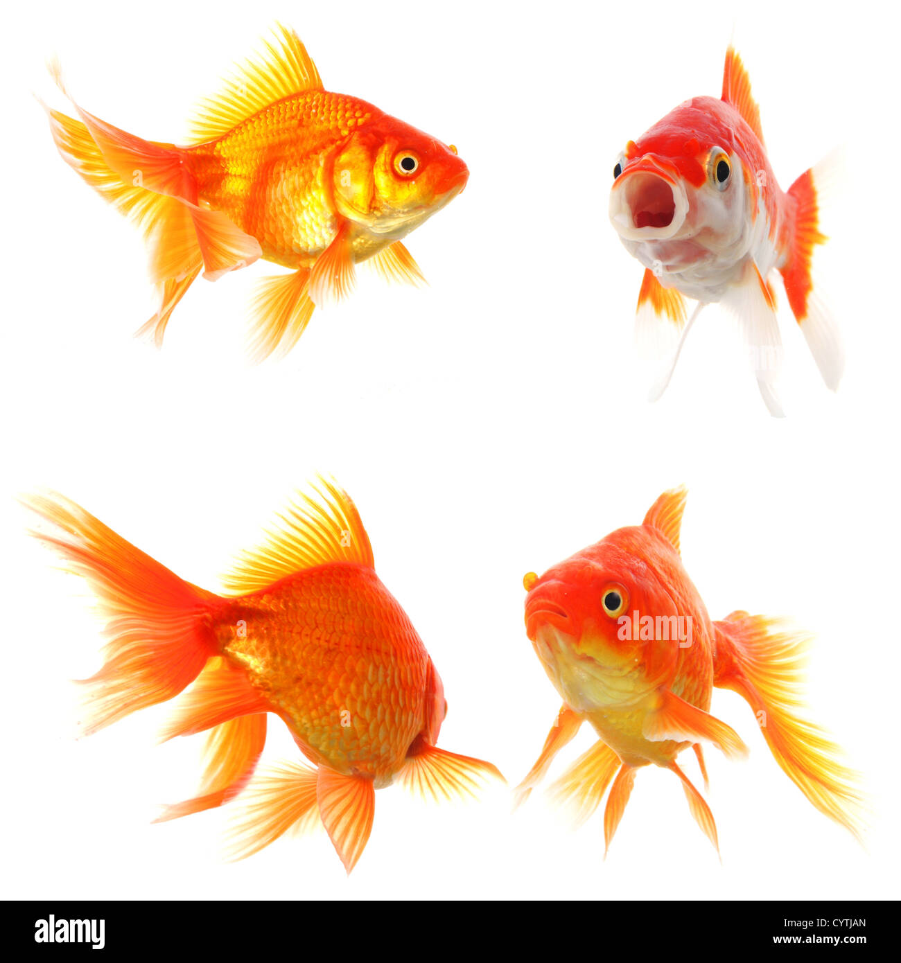 collection of goldfish isolated on white showing nature or eco concept ...