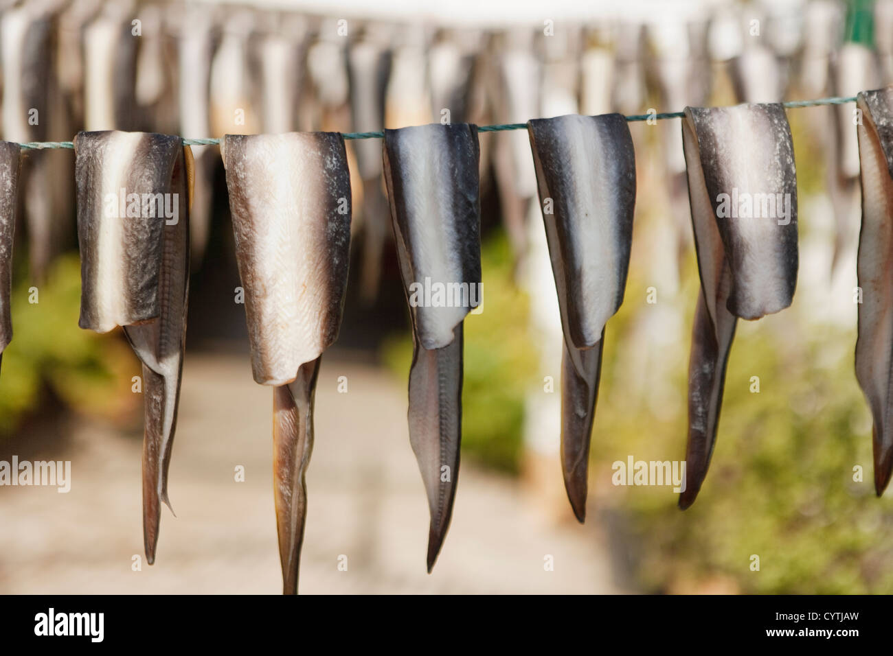European eel hi-res stock photography and images - Alamy