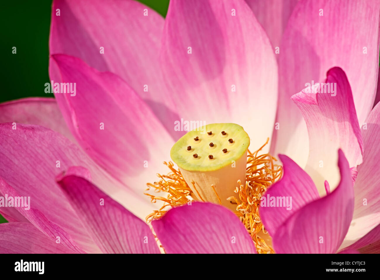 It is the beautiful lotus flower photo Stock Photo - Alamy