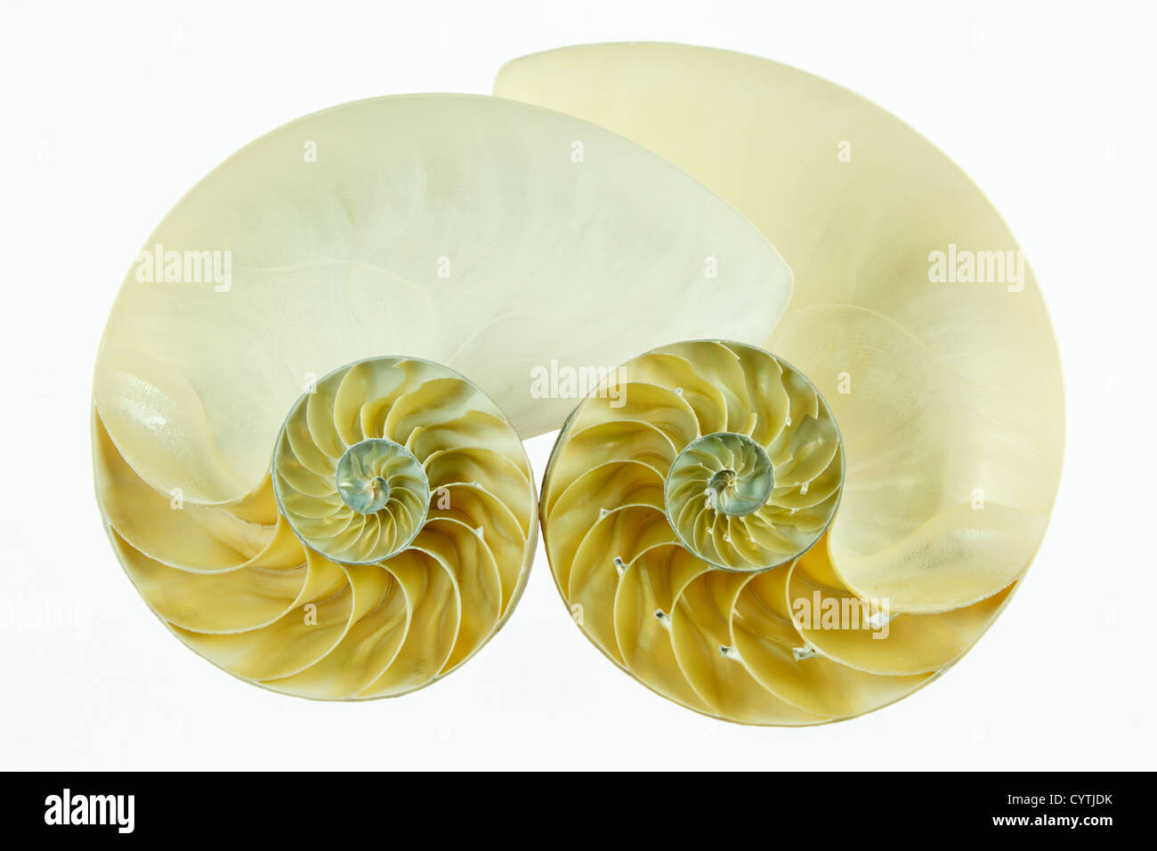 Nautilus shell hi-res stock photography and images - Alamy