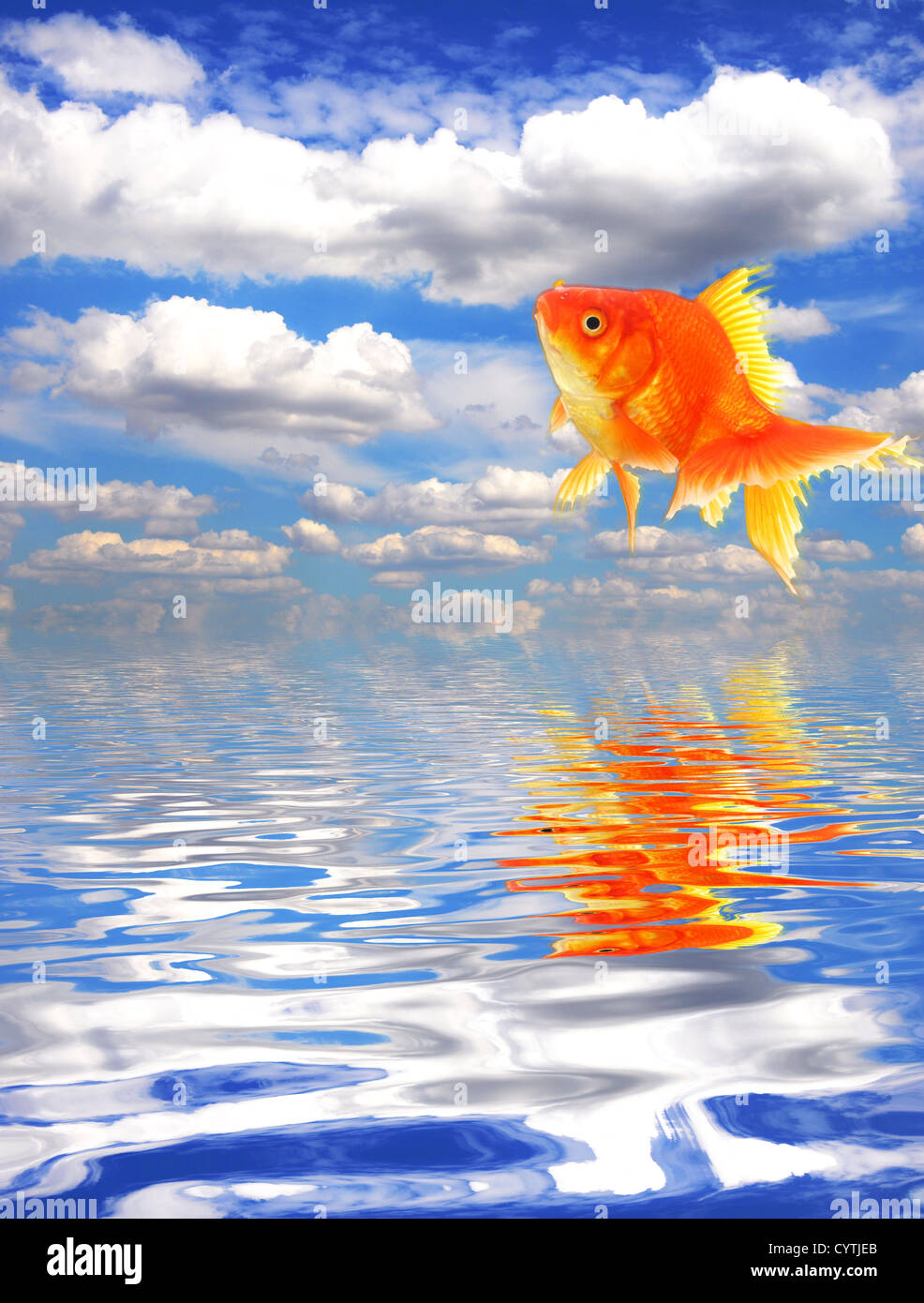 jumping goldfish and ocean with sky and water reflection Stock Photo ...