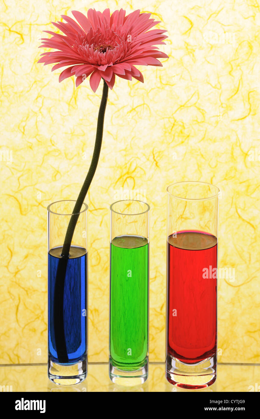 Vases with multi-coloured water on yellow background Stock Photo - Alamy