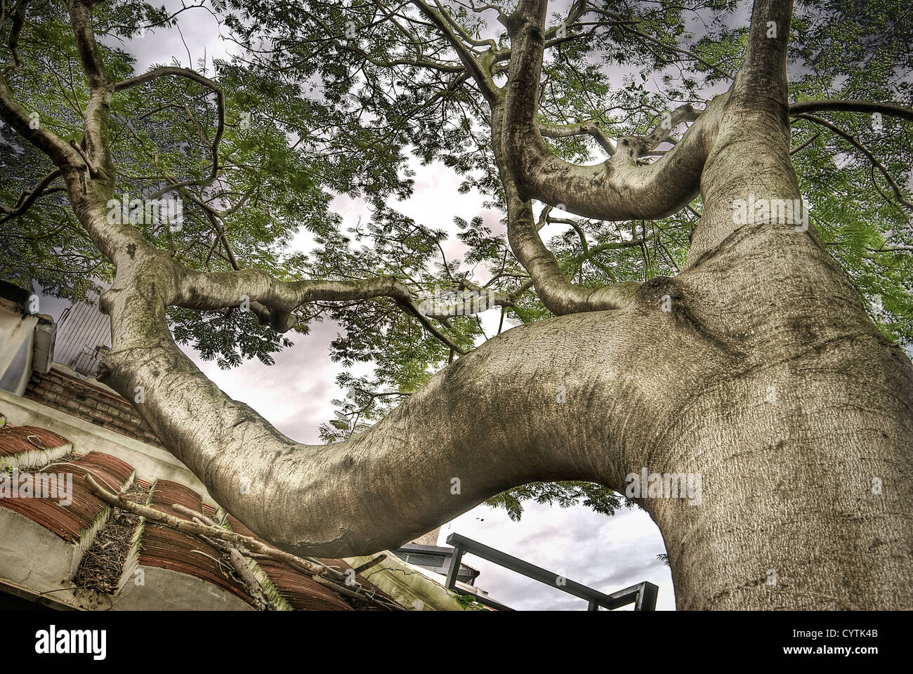 Dramatic tree show the power of nature Stock Photo - Alamy