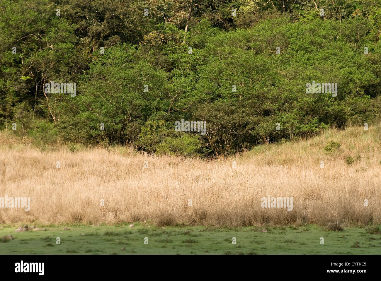 It is a forest and yellow grass front Stock Photo - Alamy