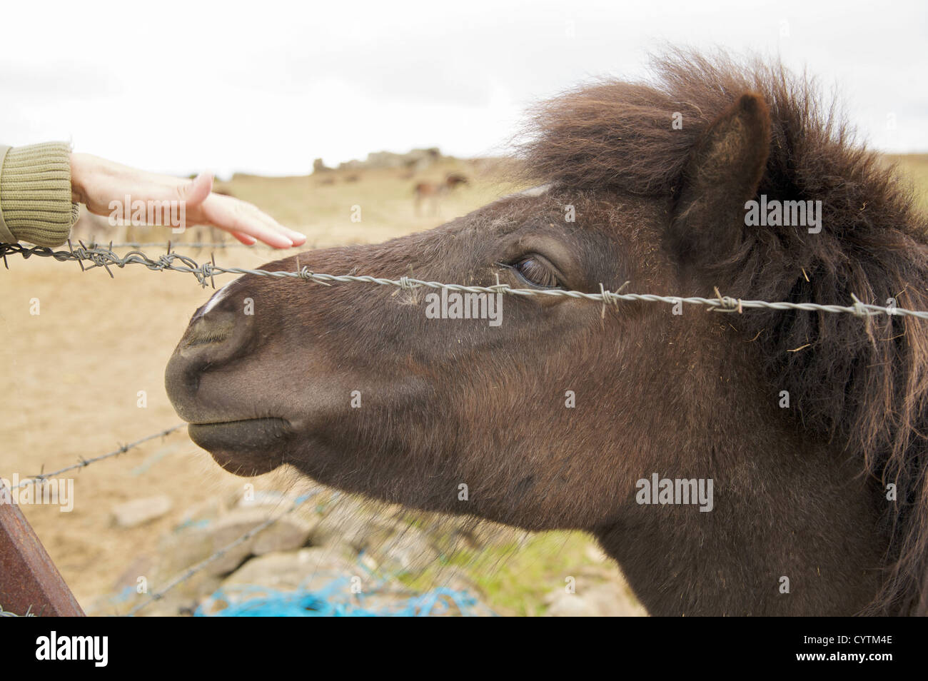 Small horse hi-res stock photography and images - Alamy