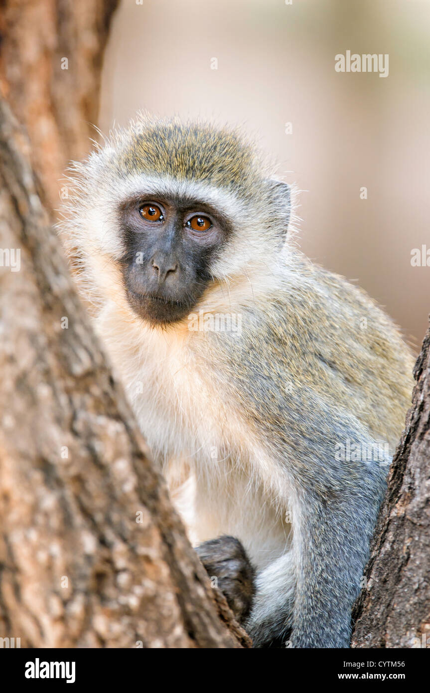 Savanna monkey hi-res stock photography and images - Alamy